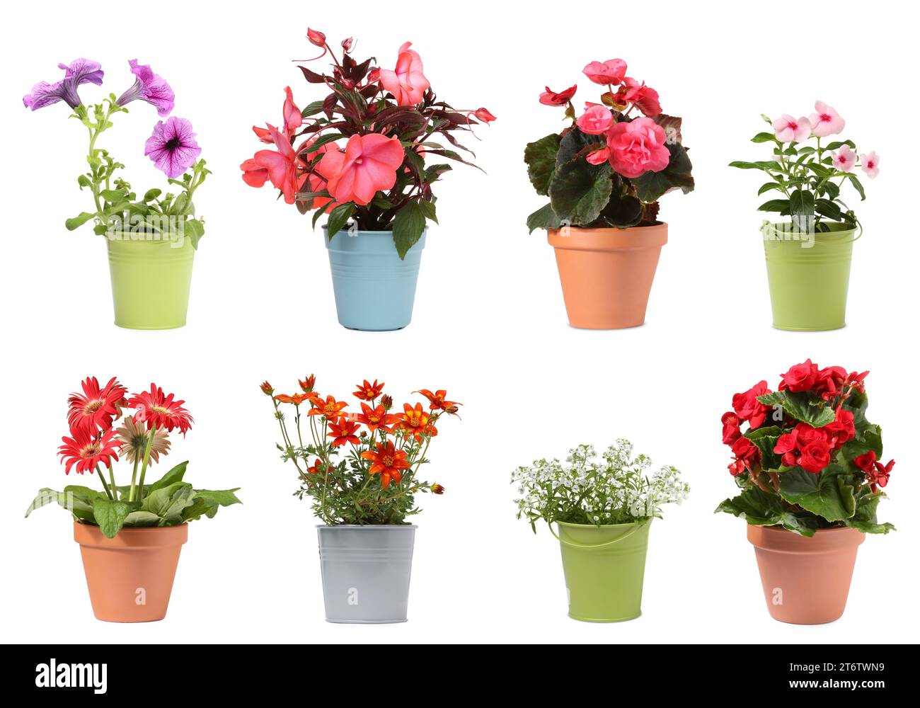 Many flower pots with different plants isolated on white, collection ...