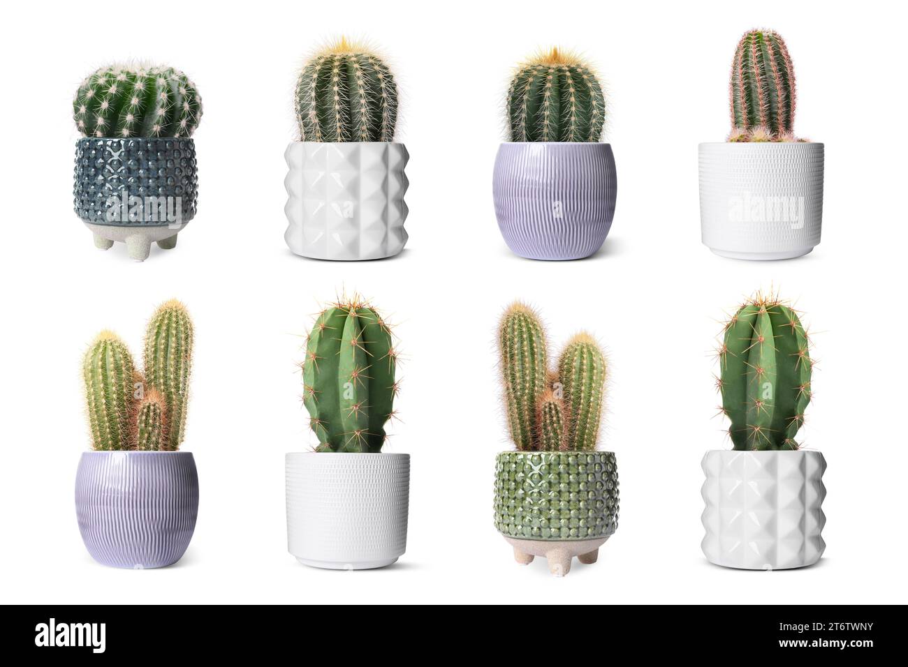 Green cacti in pots hi-res stock photography and images - Alamy
