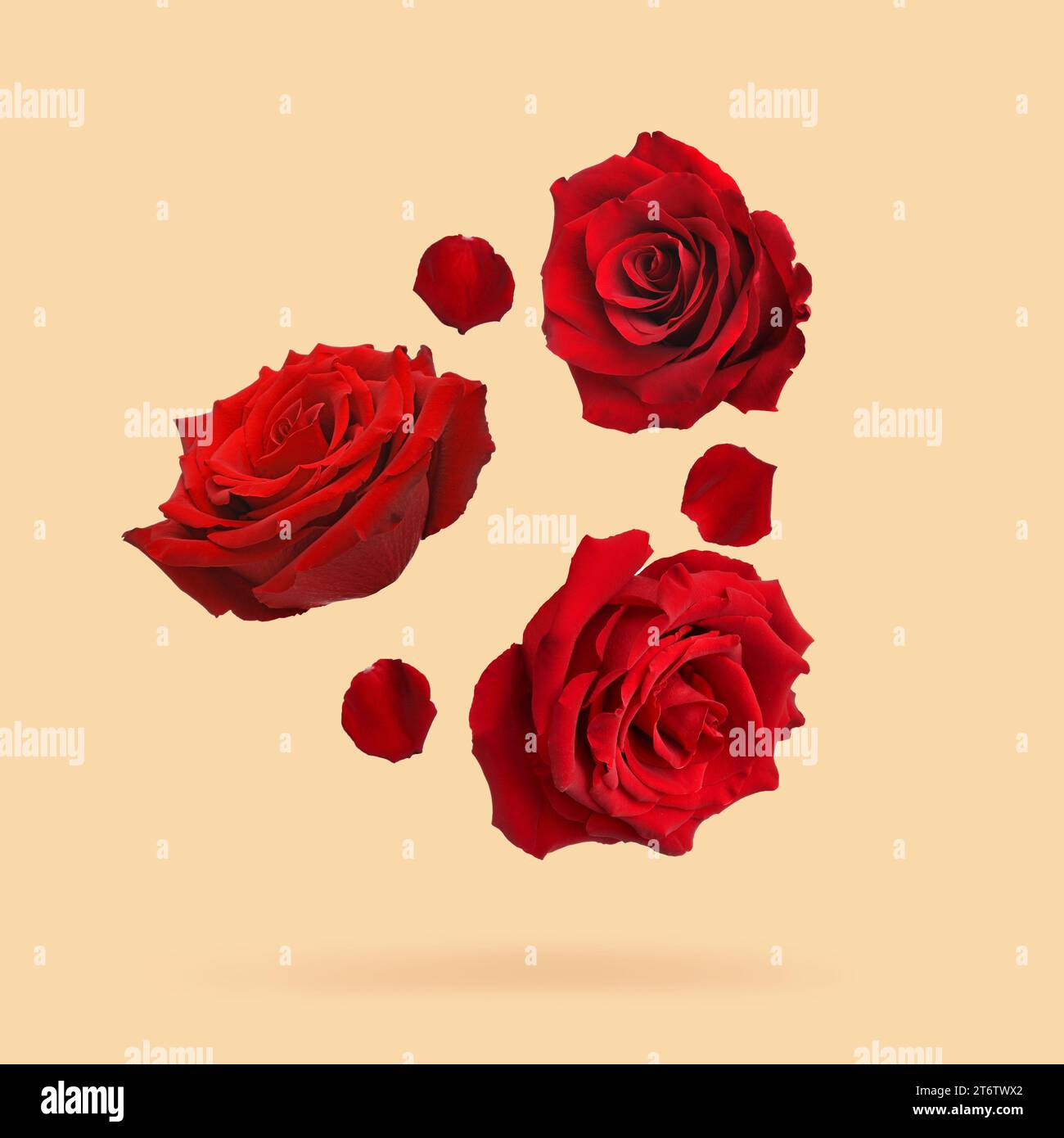 Beautiful red roses and petals falling on pastel color background Stock ...