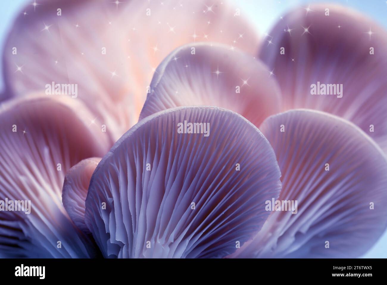Fresh psilocybin (magic) mushrooms with stars, closeup view. Color ...
