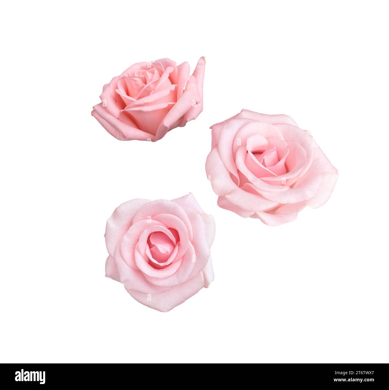 Beautiful pink roses falling on white background Stock Photo - Alamy
