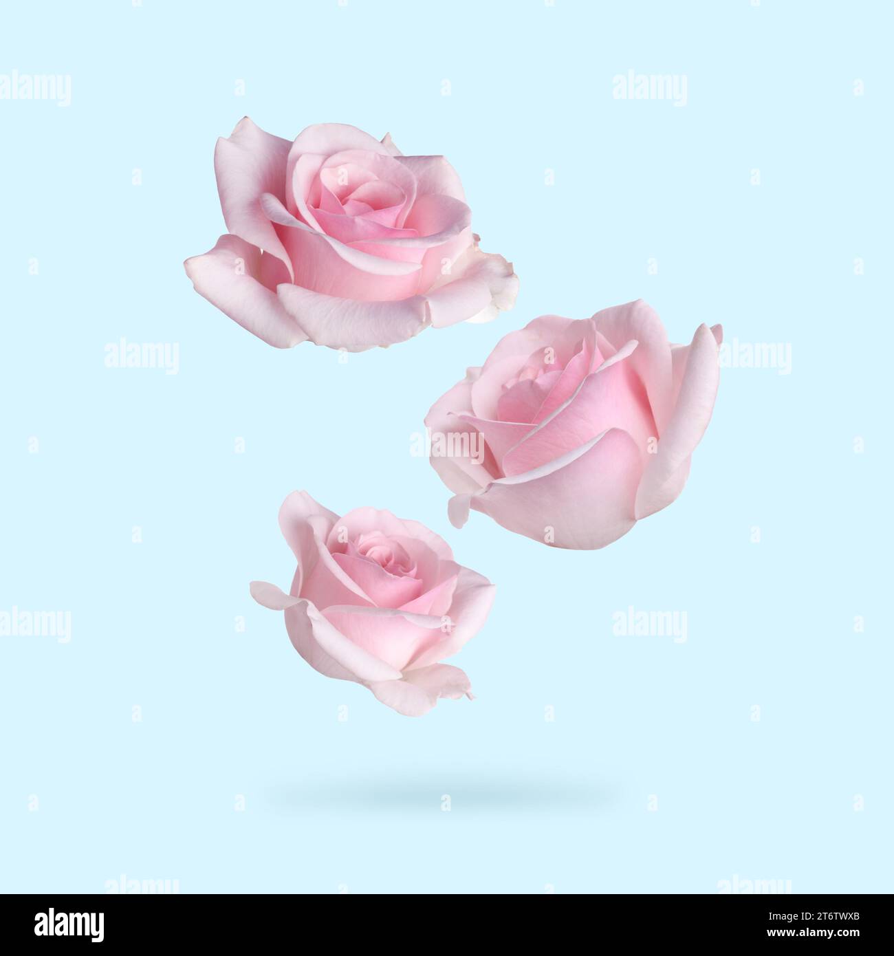 Beautiful pink roses falling on pastel light blue background Stock ...