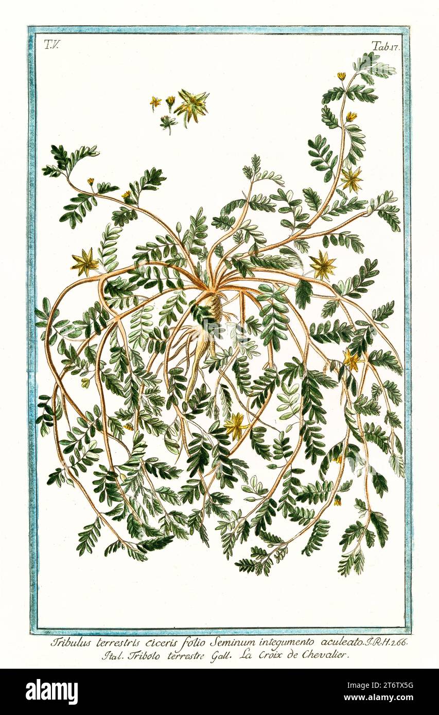 Old illustration of Small Caltrops (Tribulus terrestris). By G. Bonelli ...