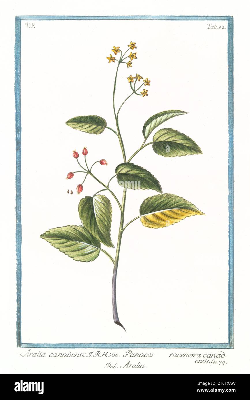 Spikenard drawing hi-res stock photography and images - Alamy