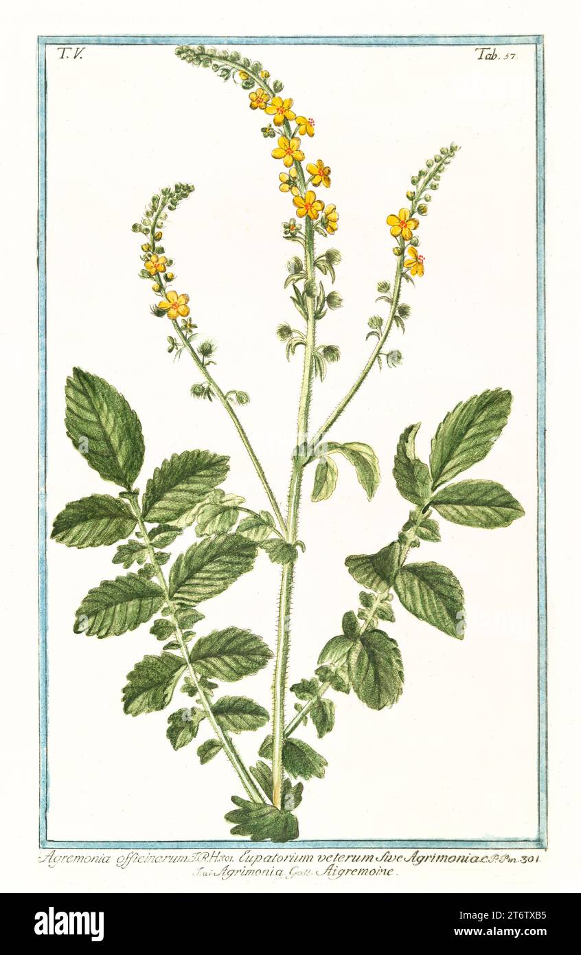 Agrimonia eupatoria illustration Cut Out Stock Images & Pictures - Alamy