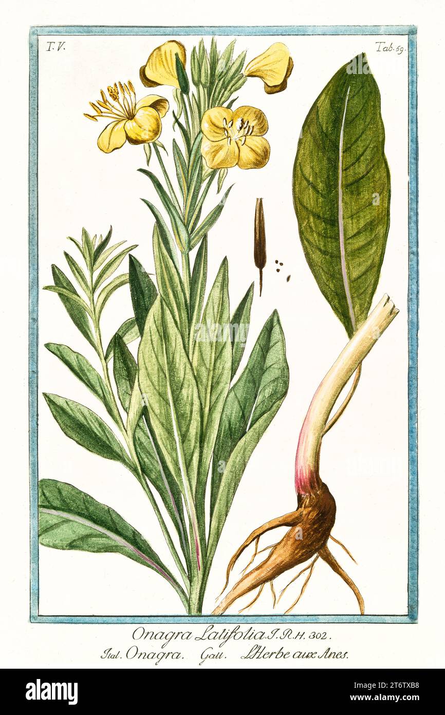Old illustration of Evening Primrose (Oenothera biennis). By G. Bonelli ...