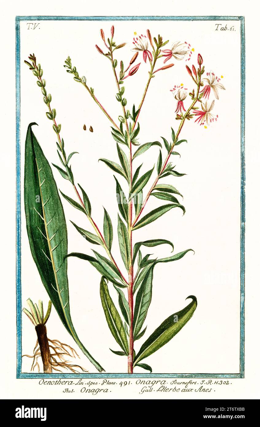 Old illustration of Evening Primrose (Oenothera biennis). By G. Bonelli ...