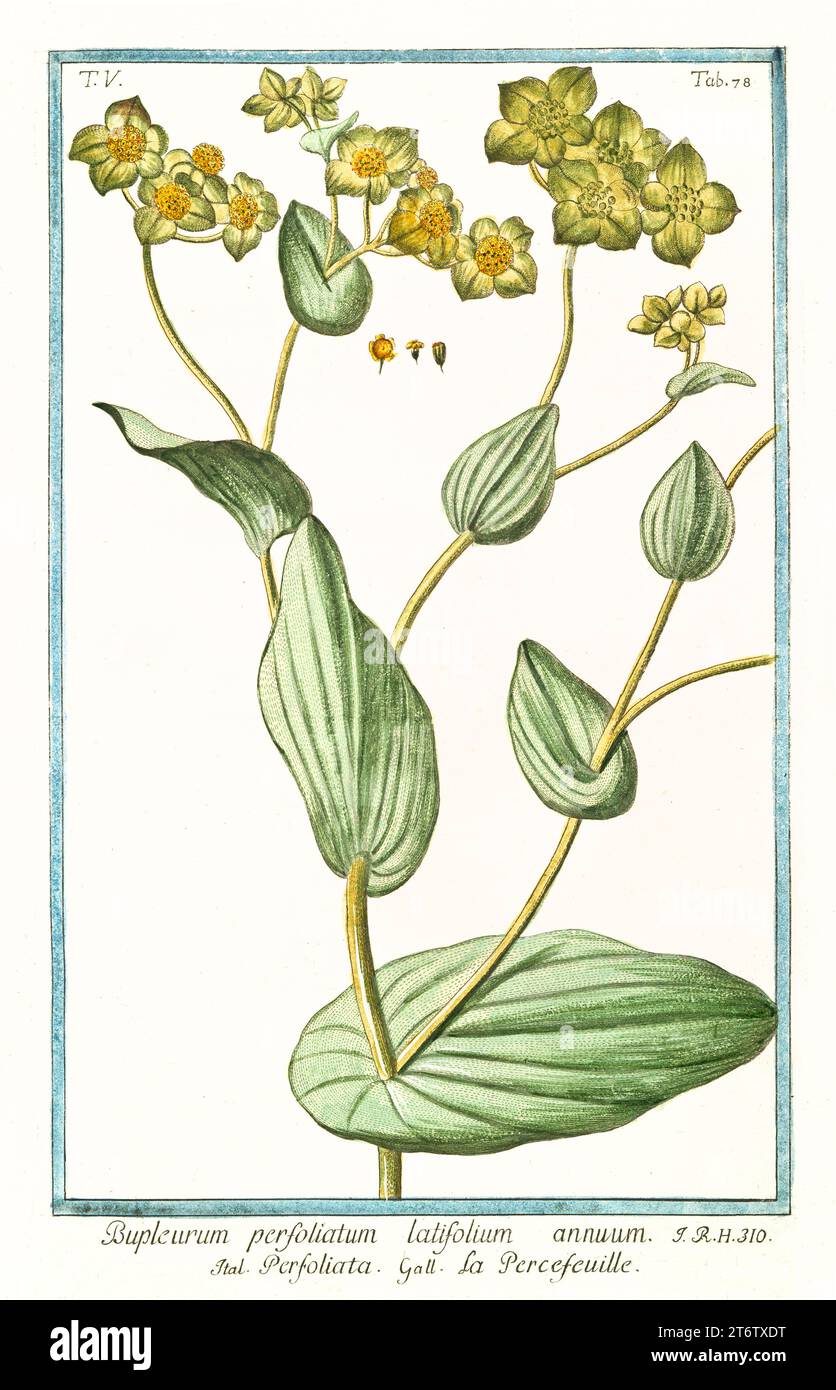 Old illustration of Hare's Ear (Buplerum rotundifolium). By G. Bonelli ...