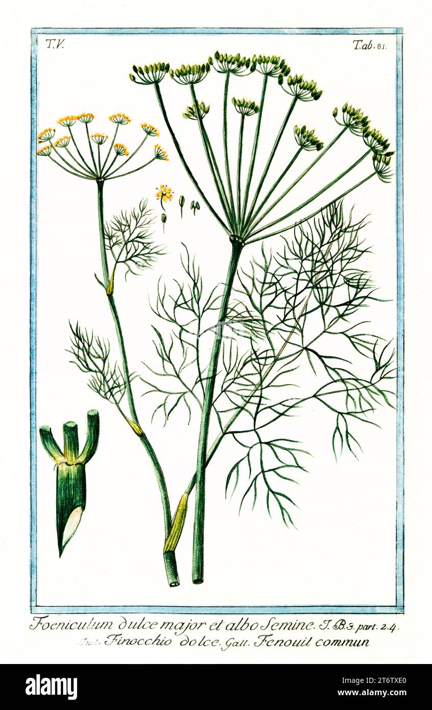 Old illustration of Fennel (Foeniculum vulgare). By G. Bonelli on ...