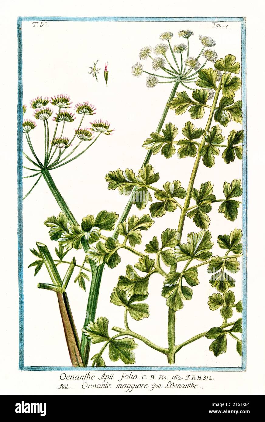 Old picture of hemlock hi-res stock photography and images - Alamy