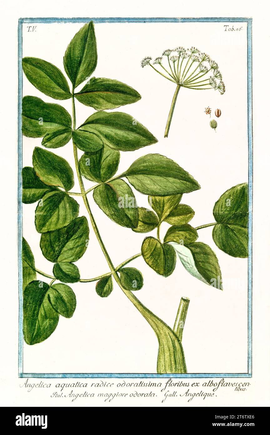Angelica root painting hi-res stock photography and images - Alamy