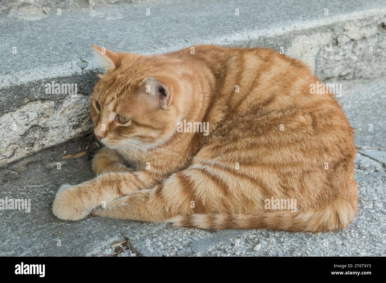 Orange tabby cat resting on stone steps Stock Photo - Alamy
