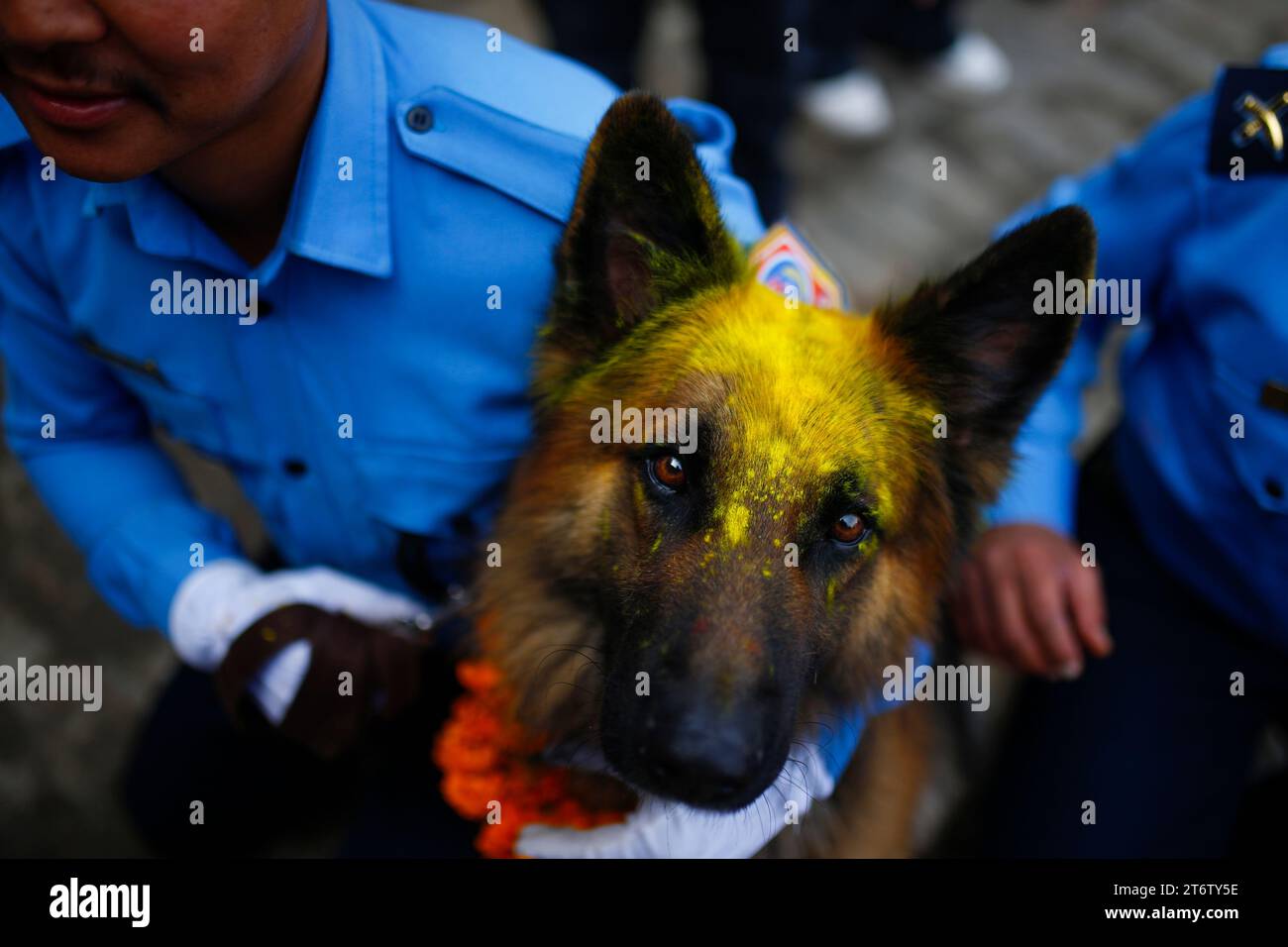 Yama dogs hi-res stock photography and images - Alamy