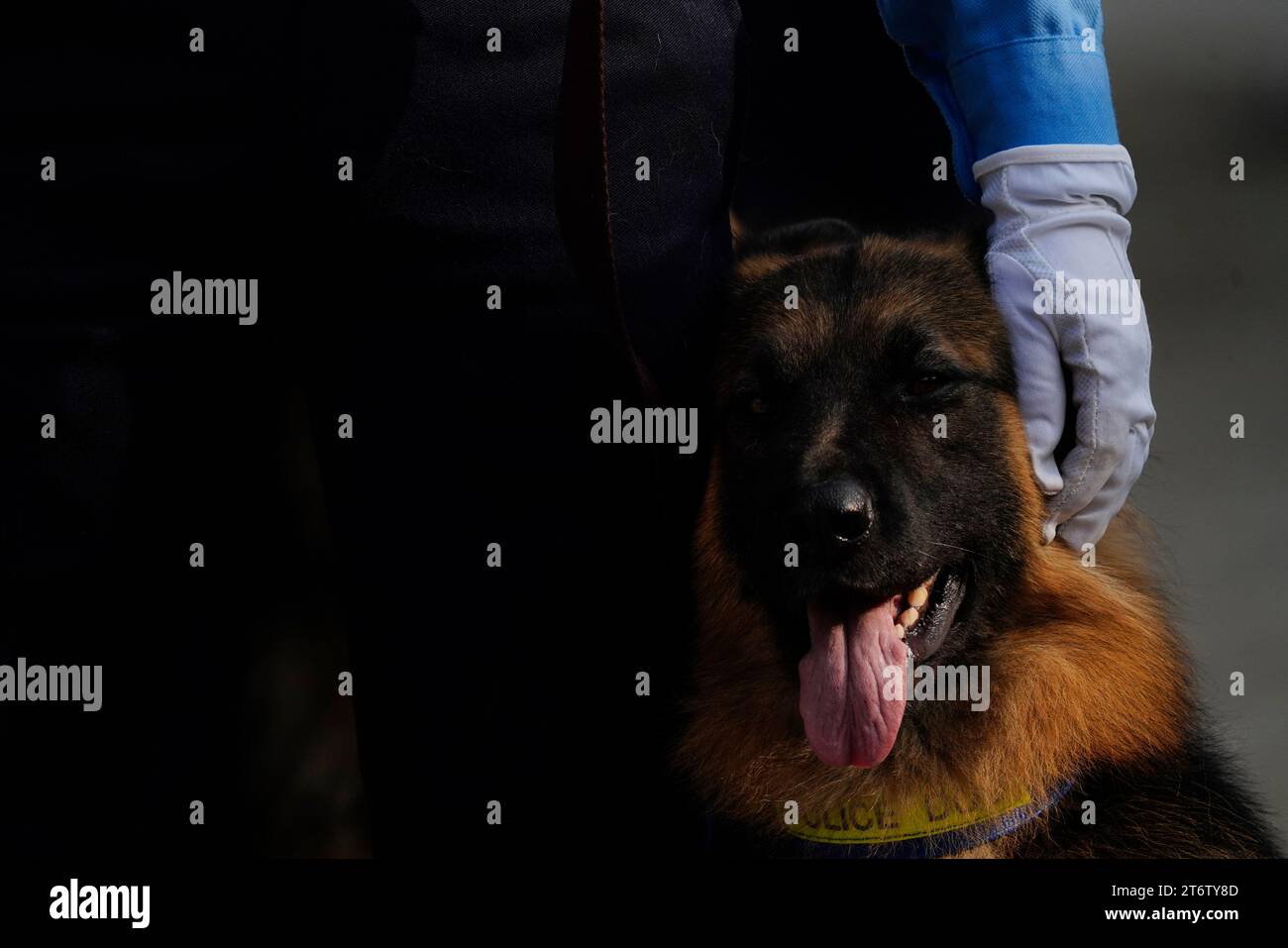 Yama dogs hi-res stock photography and images - Alamy