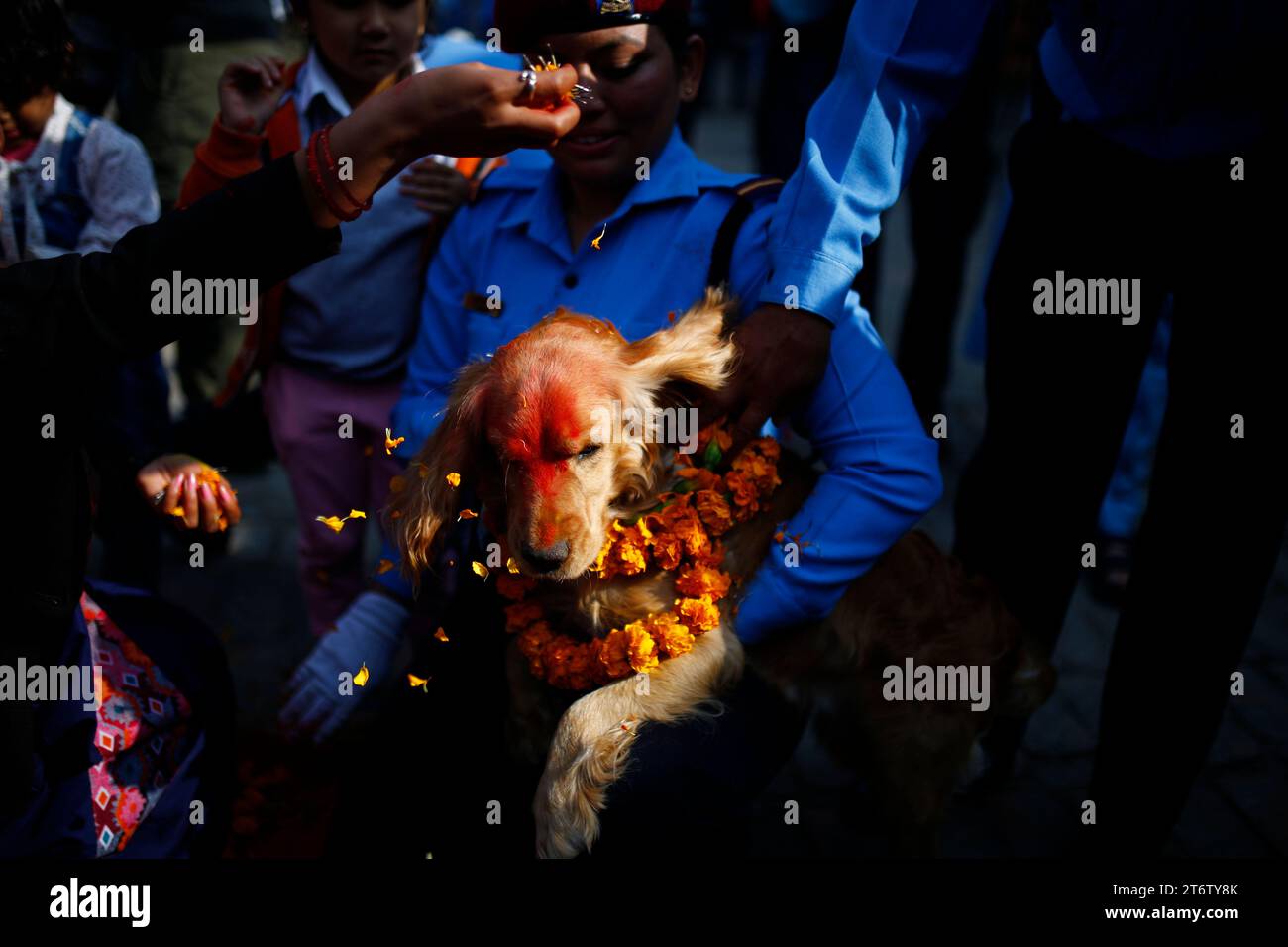 People shower flowers on police dogs during the dog worshipping ...