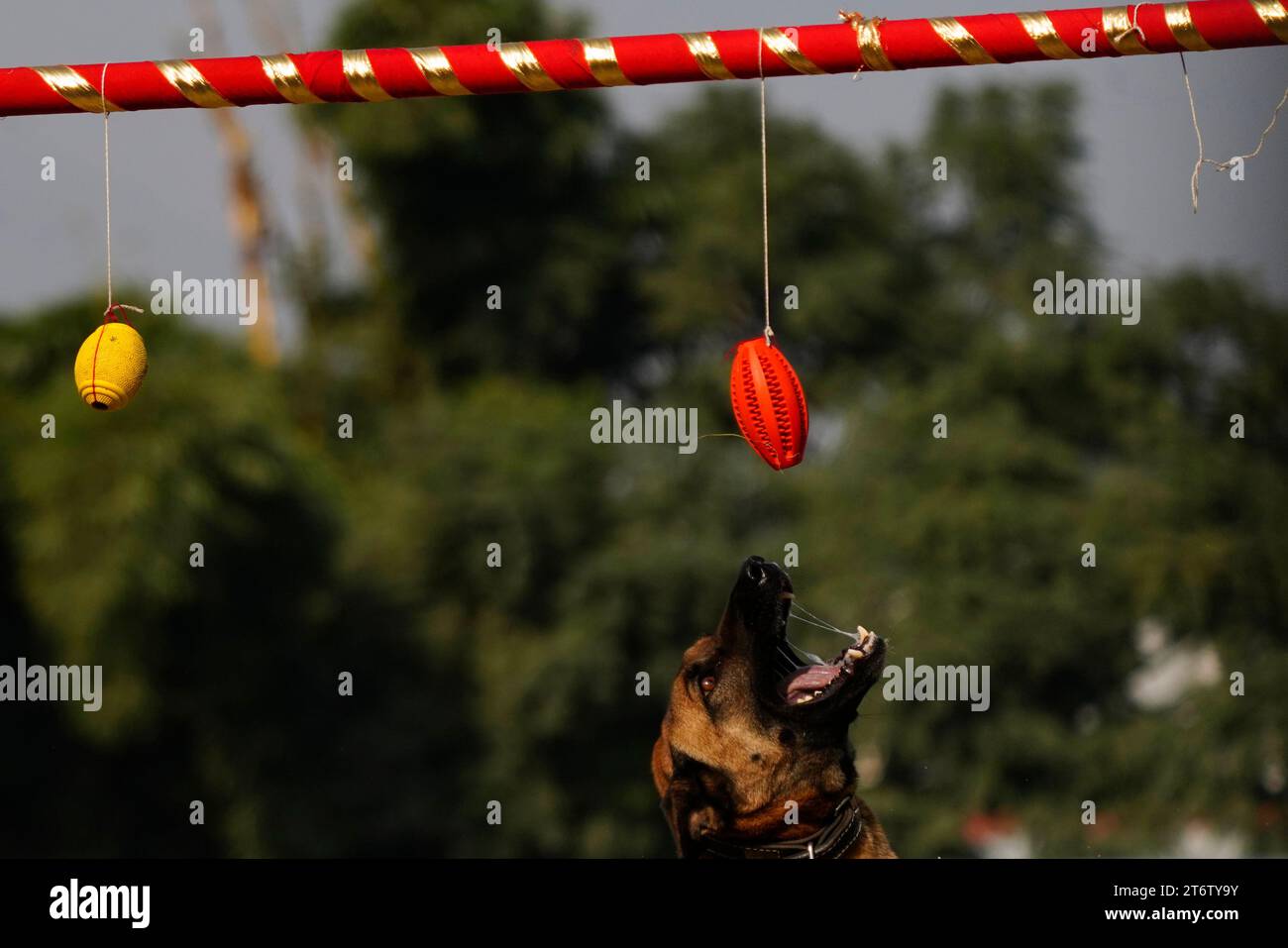 Yama dogs hi-res stock photography and images - Alamy