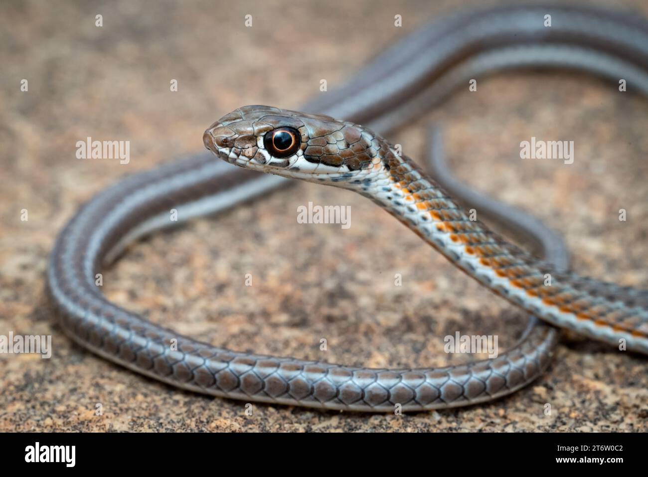 An illustration of an orange and black striped snake slowly winding its ...