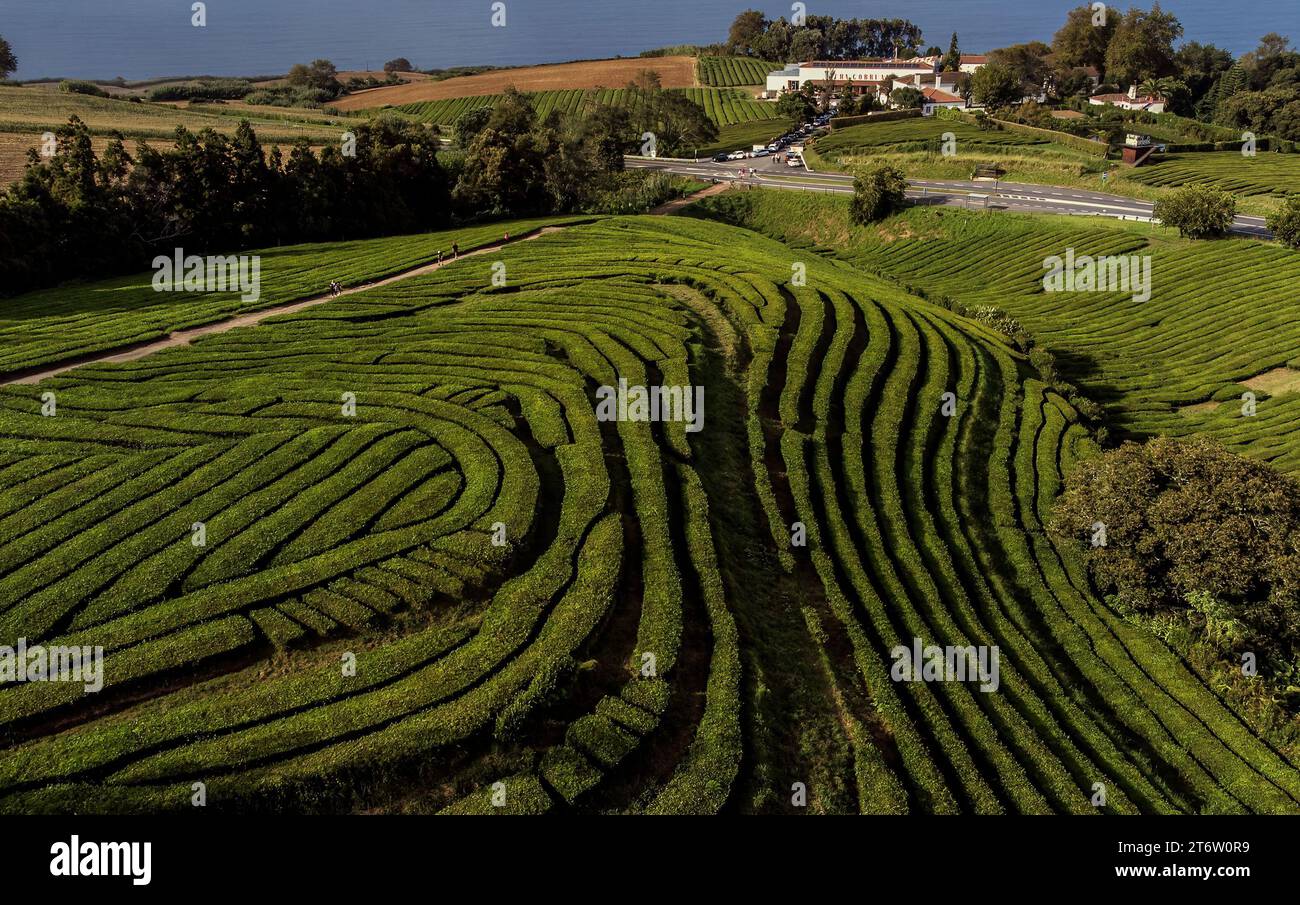 Gorreana Tea Plantation and Factory, Sao Miguel Island, Azores ...