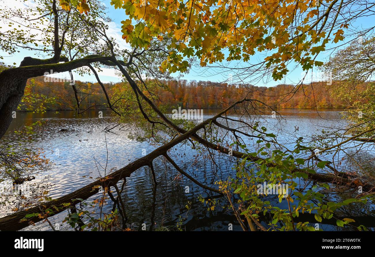 07 November 2023, Brandenburg, Bremsdorf: The deciduous forest at ...