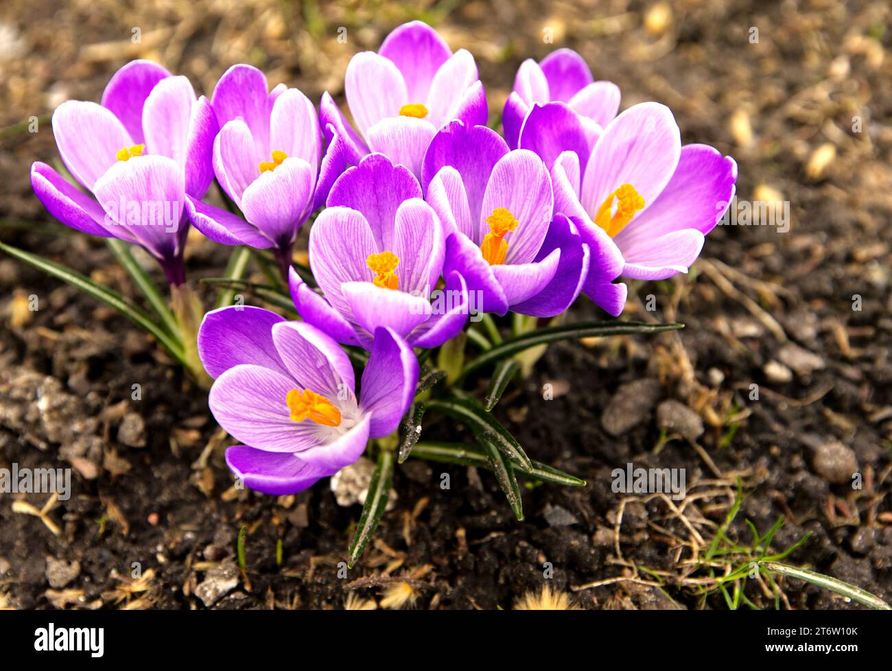 Crocuses blooming in the city botanical garden in summer Stock Photo ...