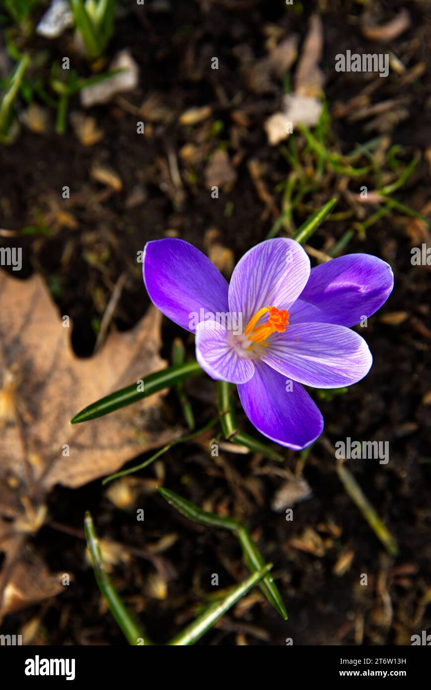 Crocuses blooming in the city botanical garden in summer Stock Photo ...
