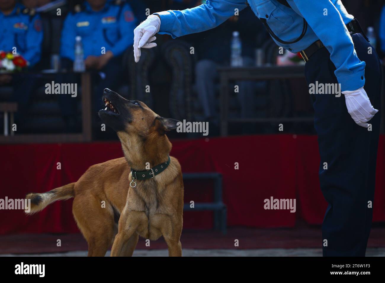 On November 12, 2023, in Kathmandu, Nepal. A Nepal Police dog reacts ...