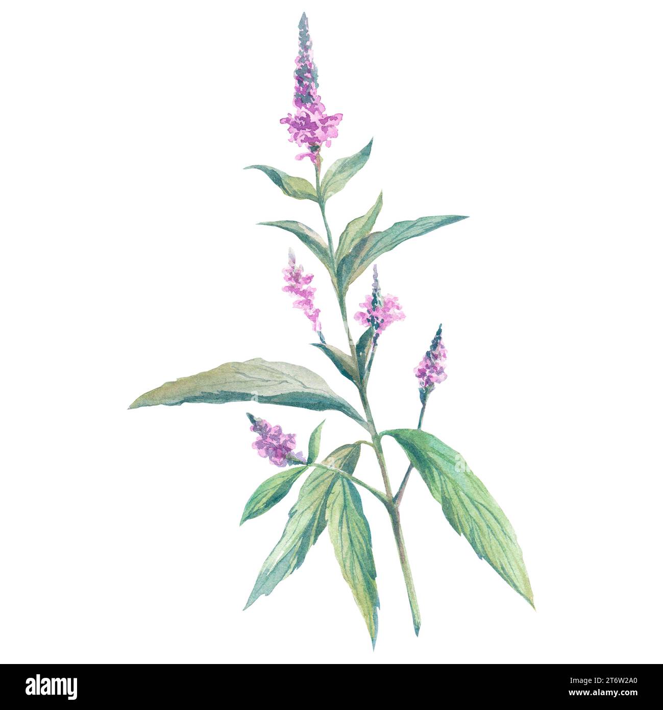 Verbena medicinal watercolor illustration on a white background. Twigs ...