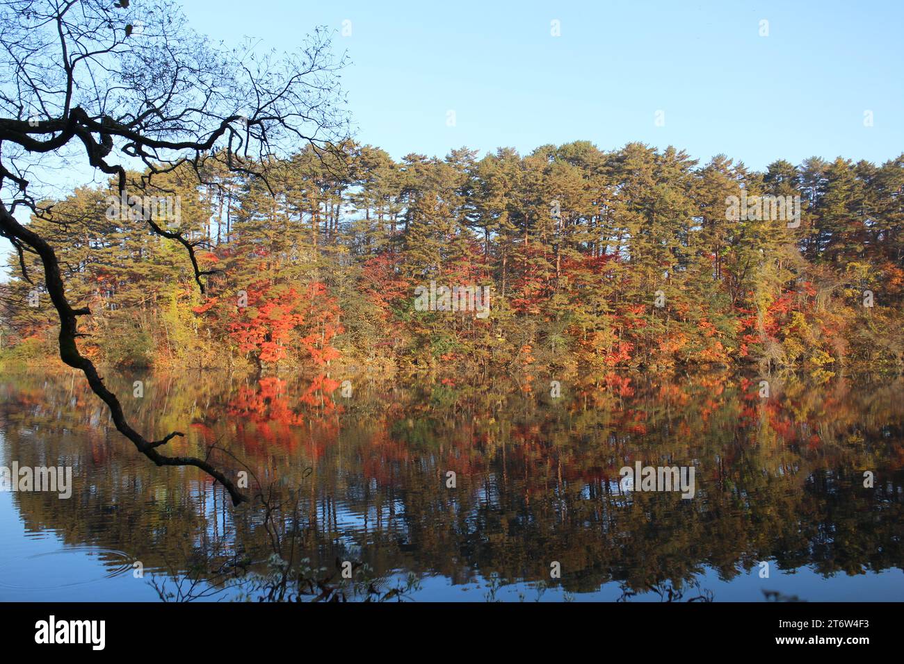 Early morning scenery of Yanaginuma pond and autumn leaves in ...