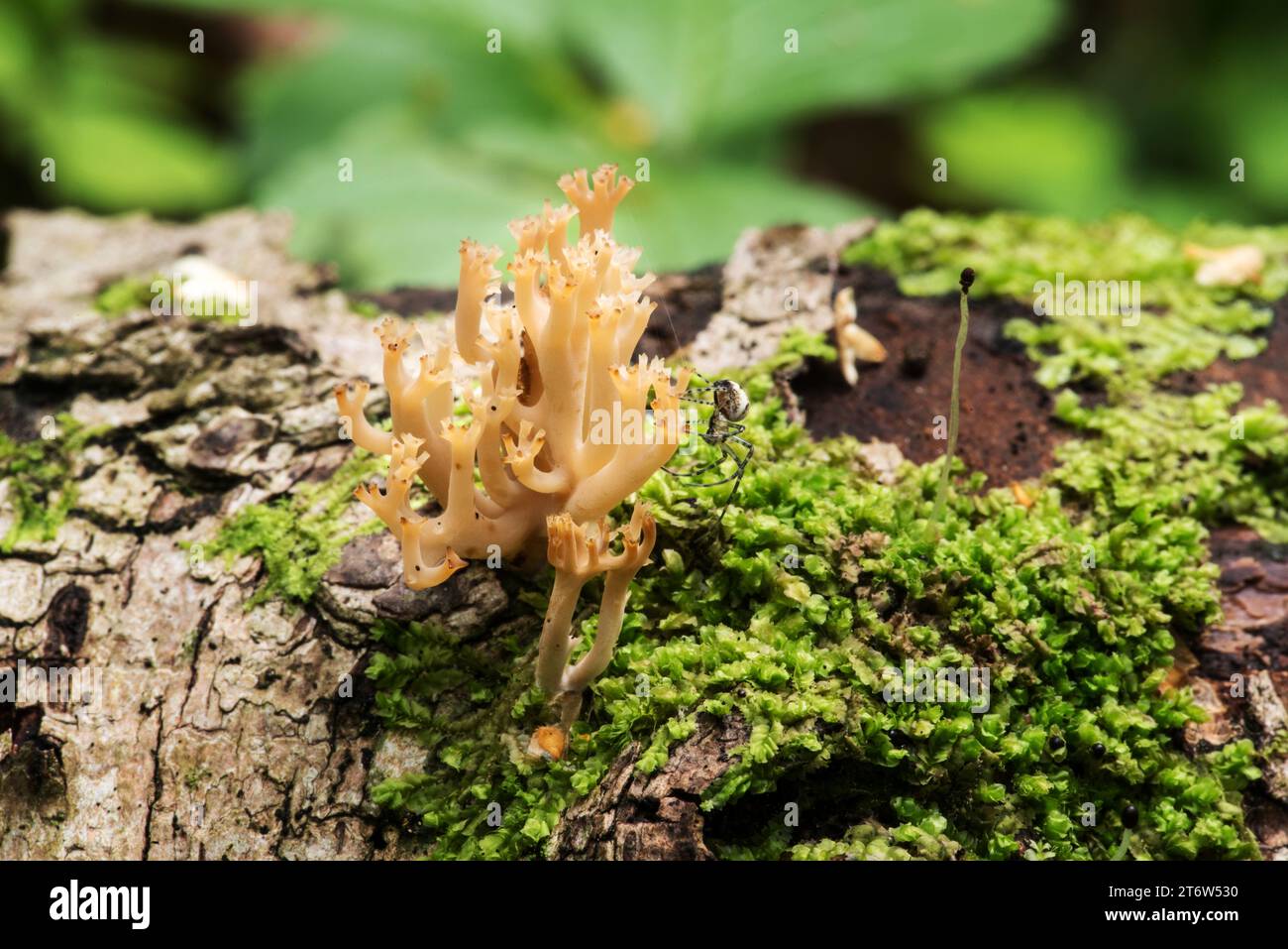 Wildlife of Europe- edible and inedible mushrooms growing in forest ...