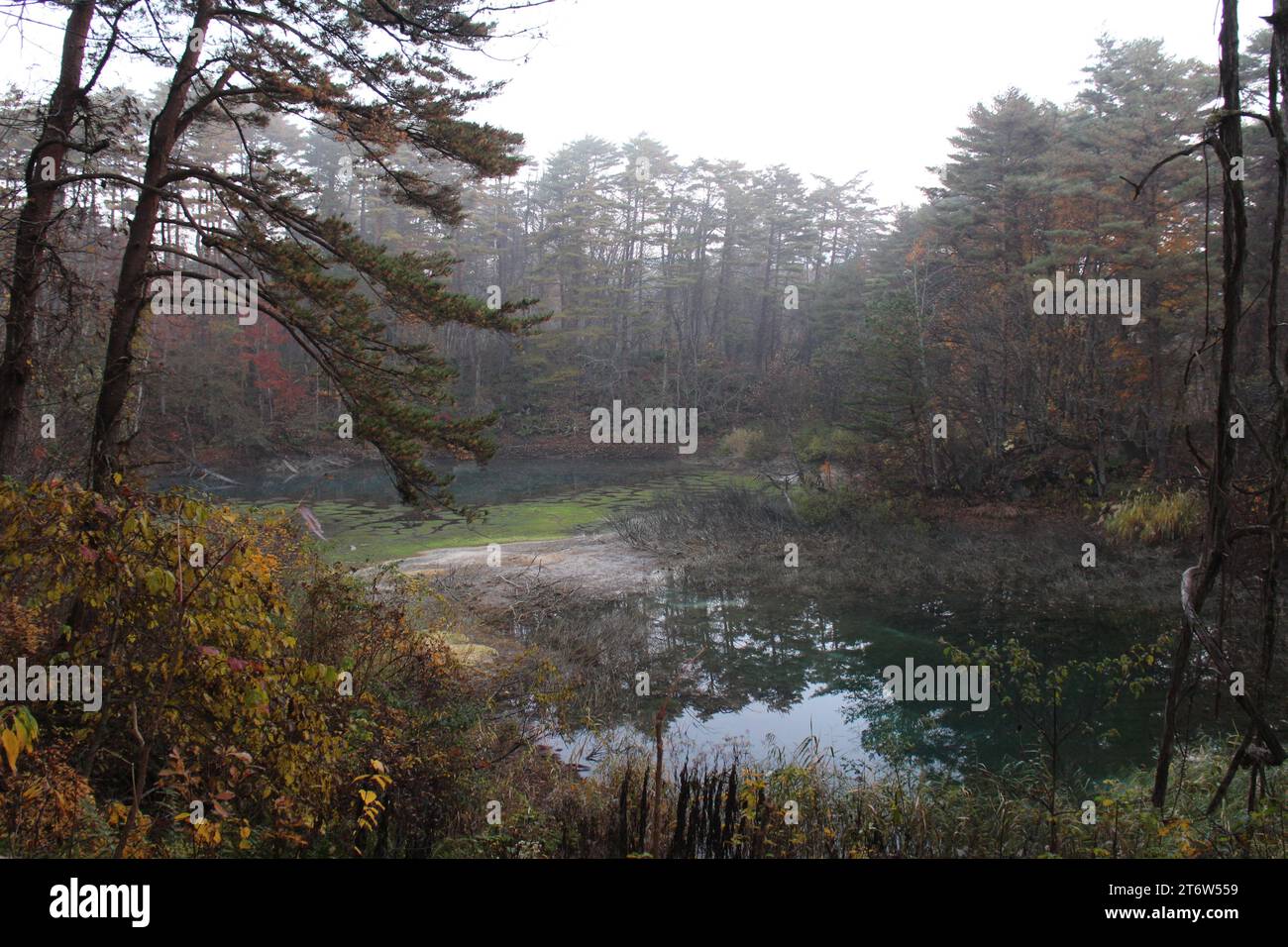 Early morning scenery of Aonuma pond and autumn leaves in Goshikinuma ...