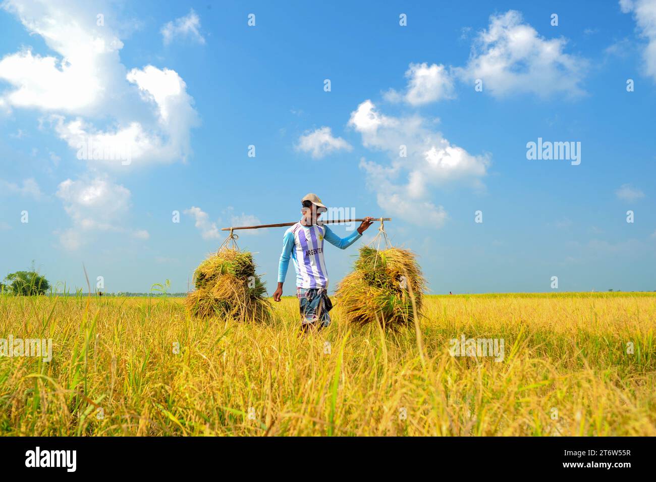 Non Exclusive: 08 November 2023 Sylhet-Bangladesh: Farmer Ajmal Ali, 70 ...