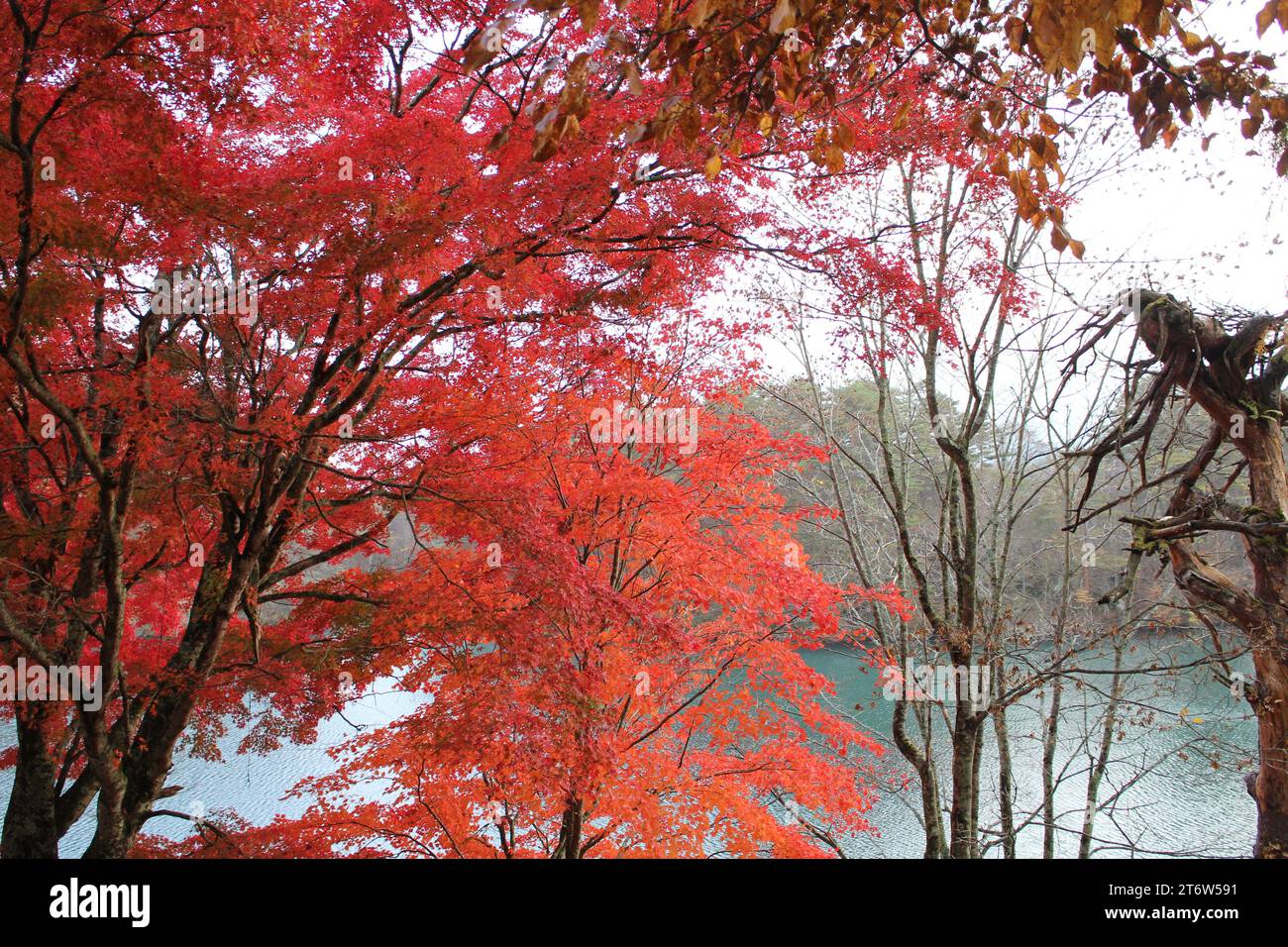 Scenery of Bishamonnuma pond and autumn leaves in Goshikinuma ...