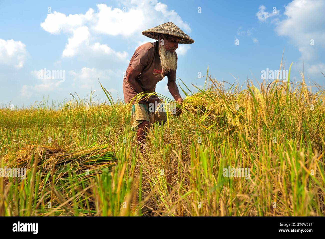 Non Exclusive: 08 November 2023 Sylhet-Bangladesh: Farmer Ajmal Ali, 70 ...