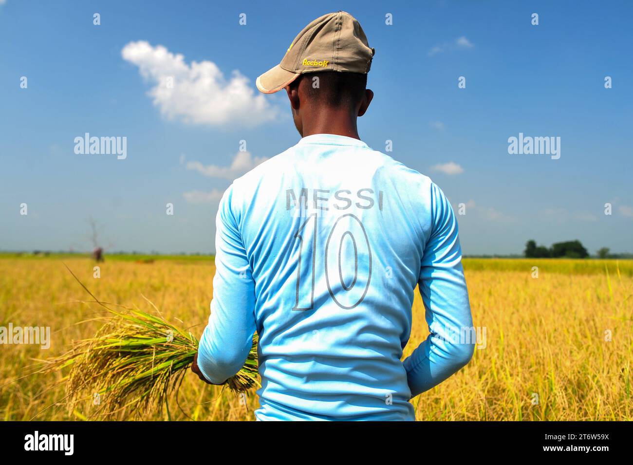 Non Exclusive: 08 November 2023 Sylhet-Bangladesh: Farmer Ajmal Ali, 70 ...