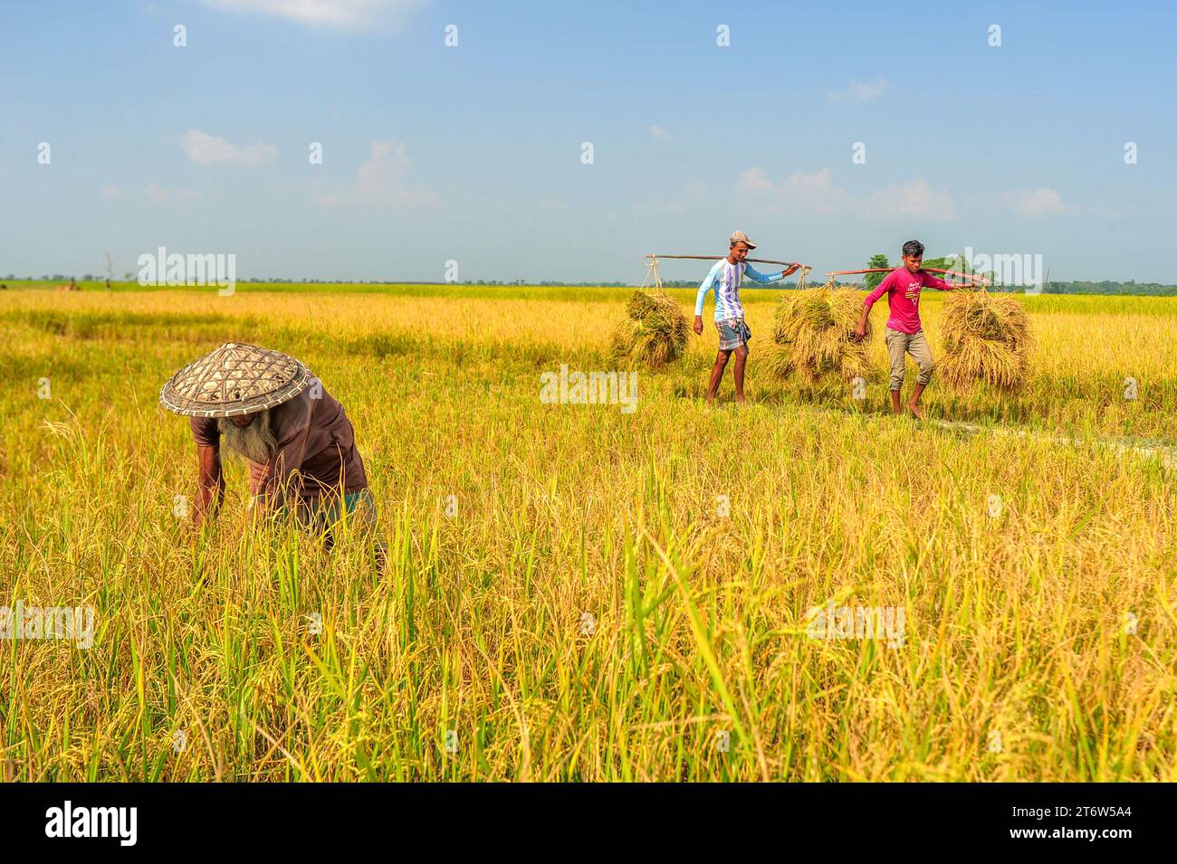 Non Exclusive: 08 November 2023 Sylhet-Bangladesh: Farmer Ajmal Ali, 70 ...