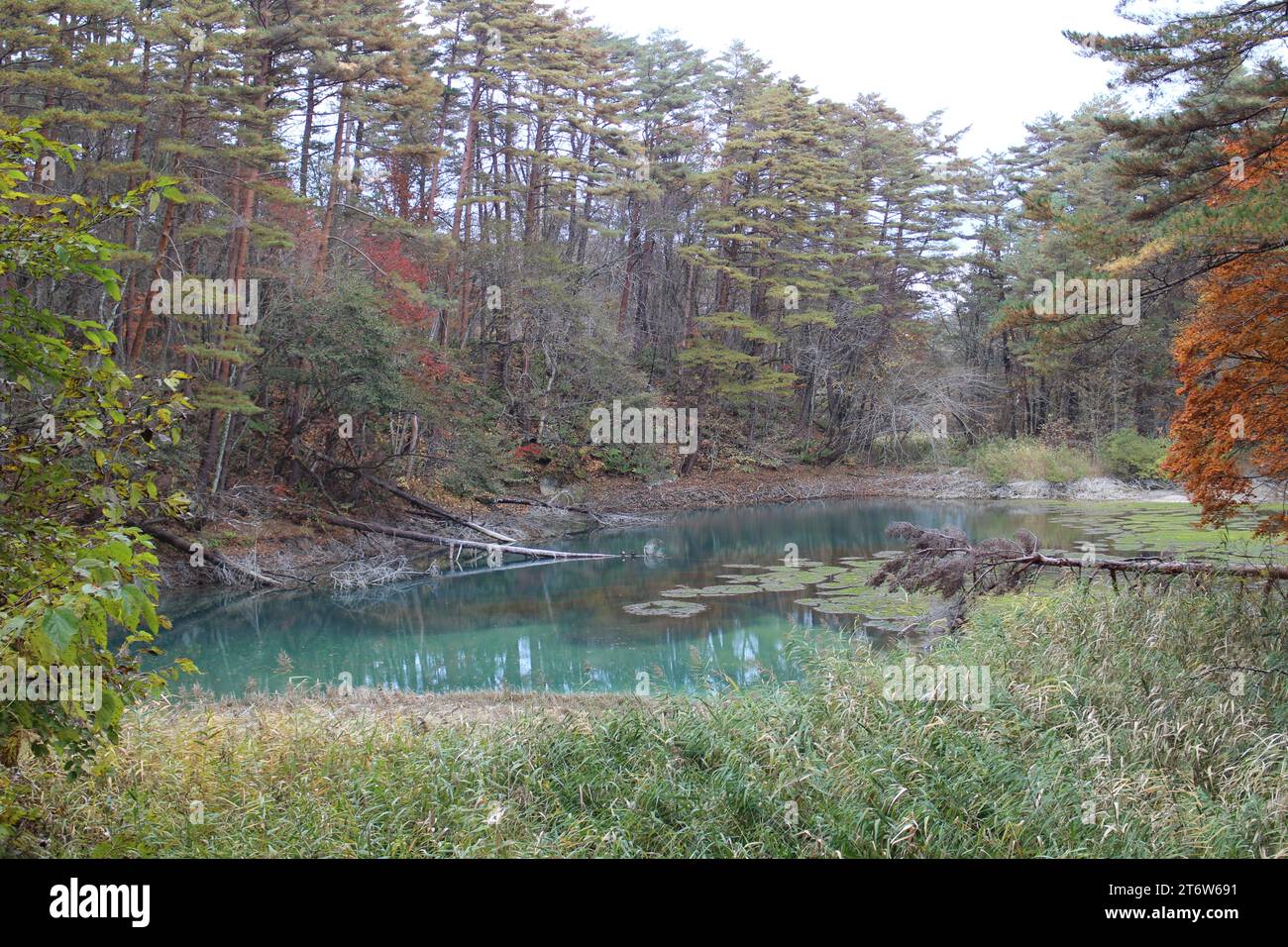 Scenery of Aonuma pond and autumn leaves in Goshikinuma, Urabandai ...