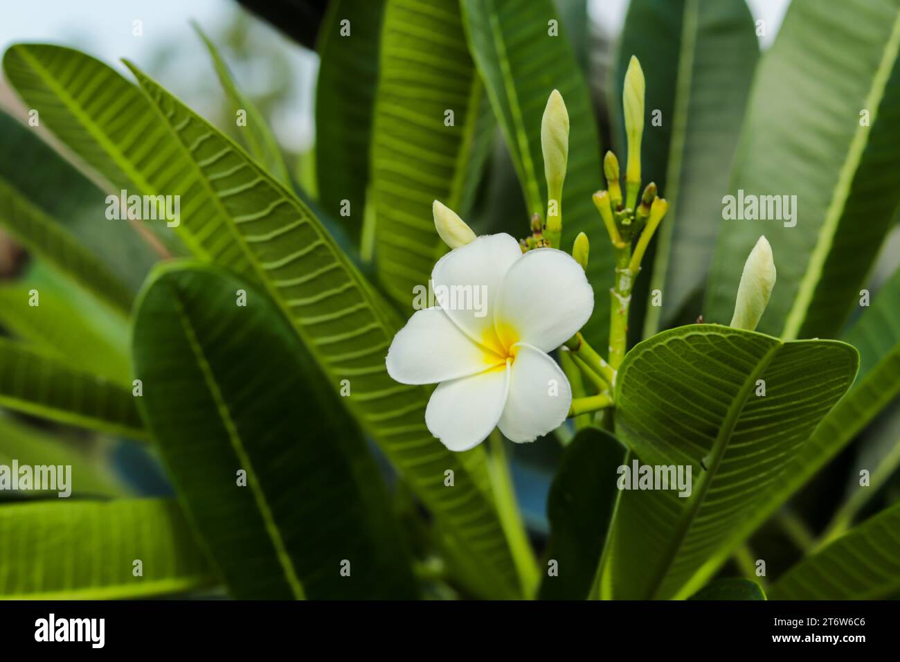 The frangipani is an iconic tropical tree bearing clusters of colorful ...