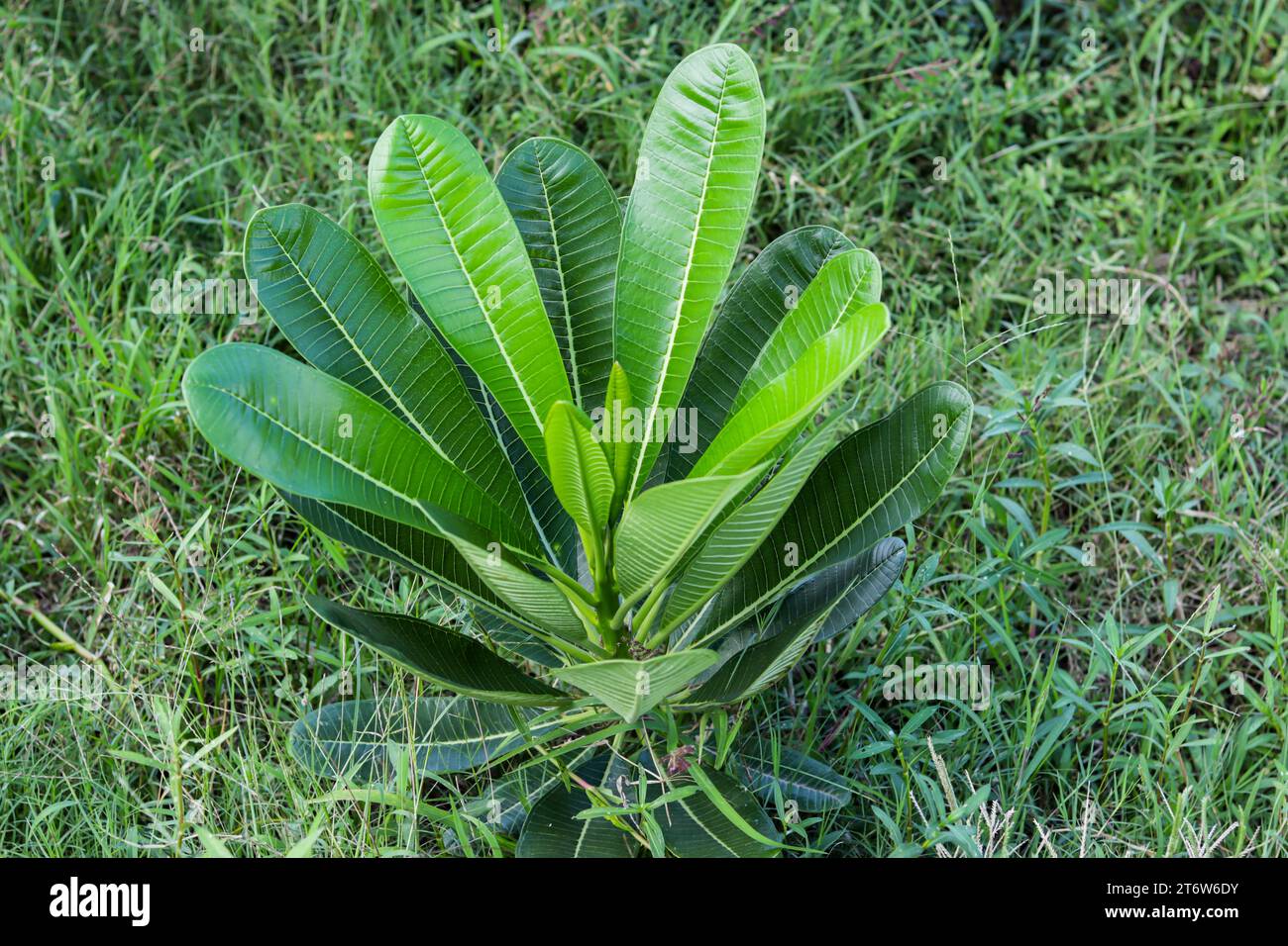 The Plumeria rubra, or frangipani, is native to Central America, Mexico ...