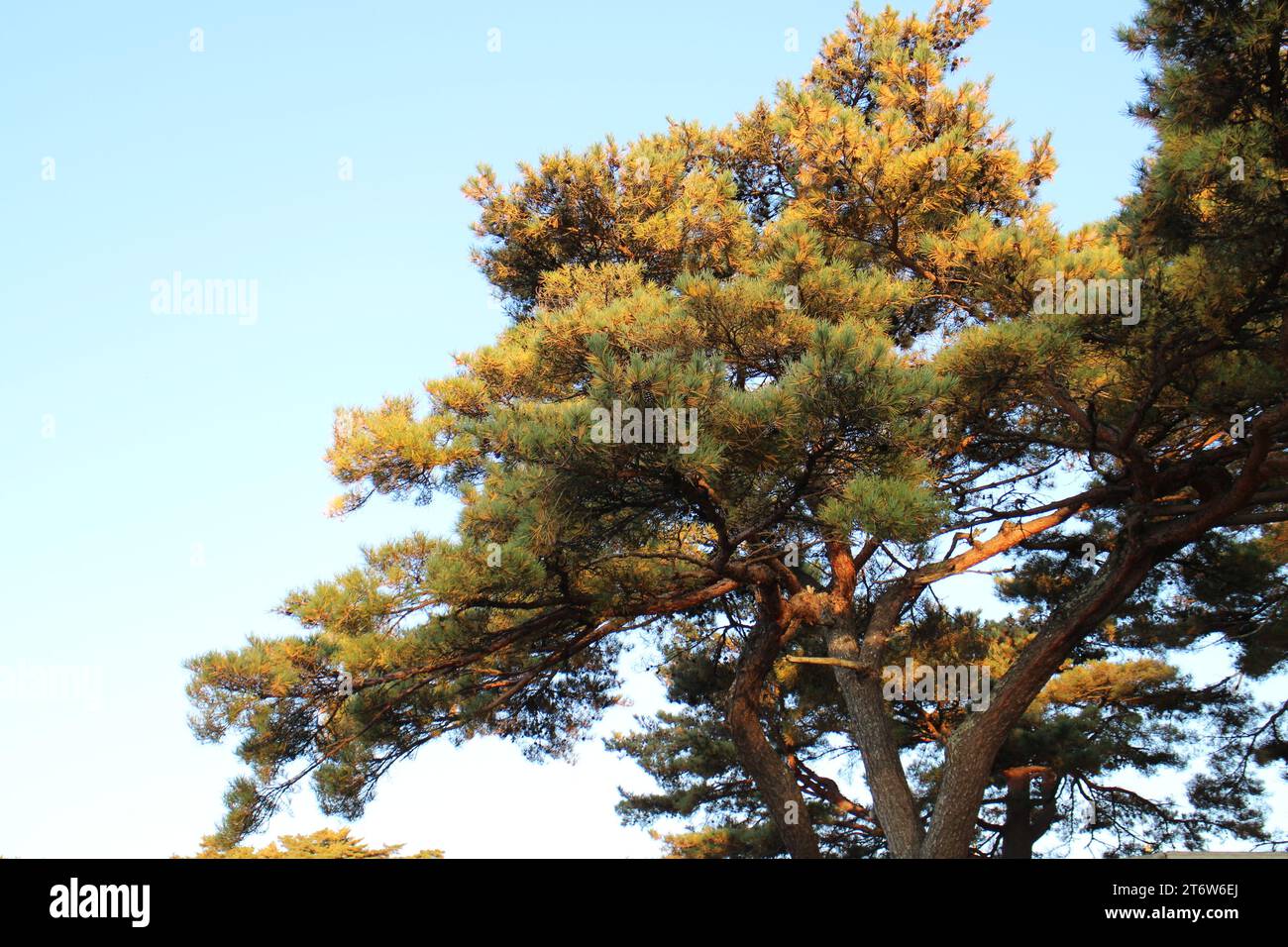 A pine tree exposed to the setting sun on the shores of Lake Hibara in ...