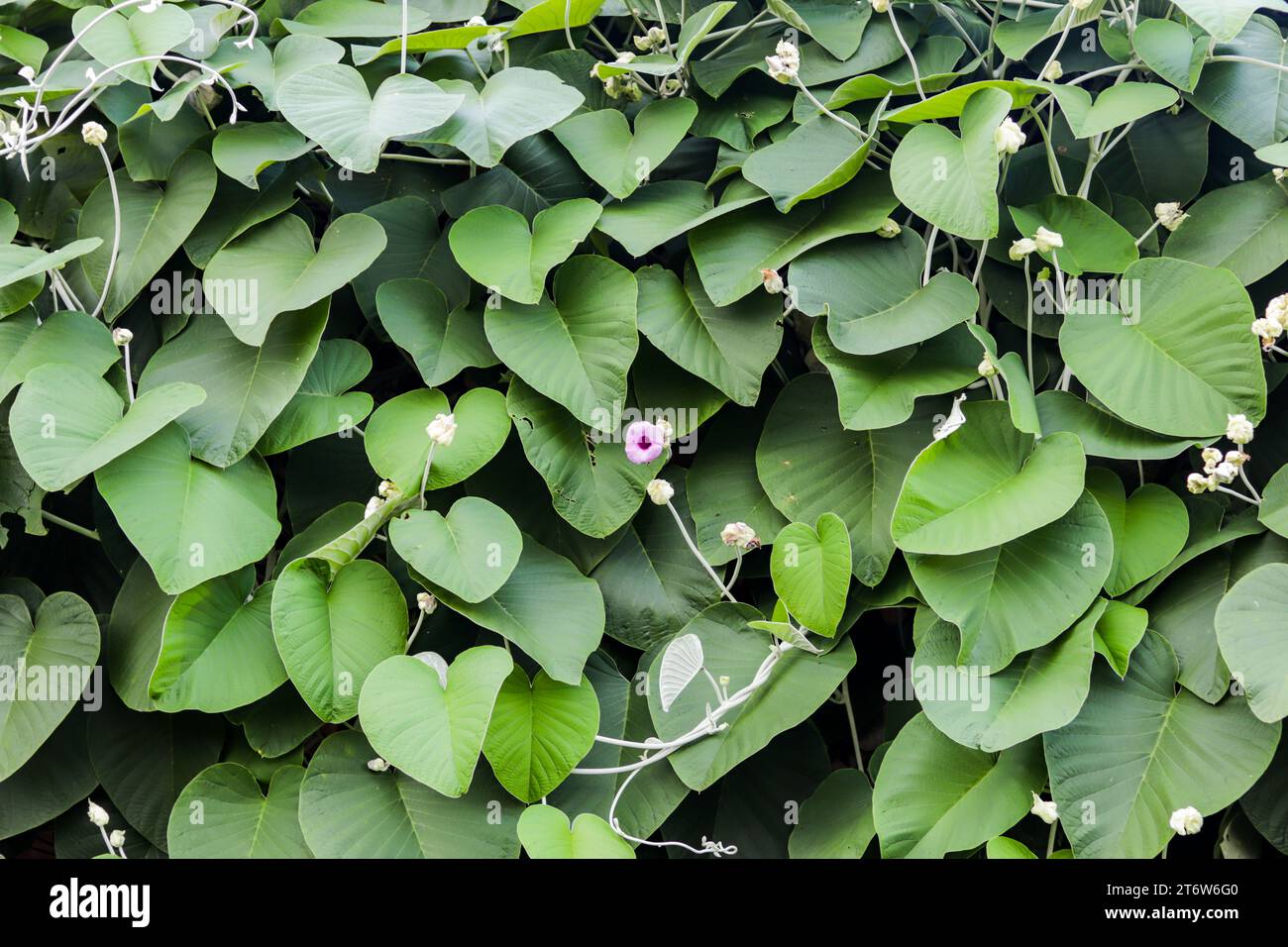 Introduced creeper hi-res stock photography and images - Alamy