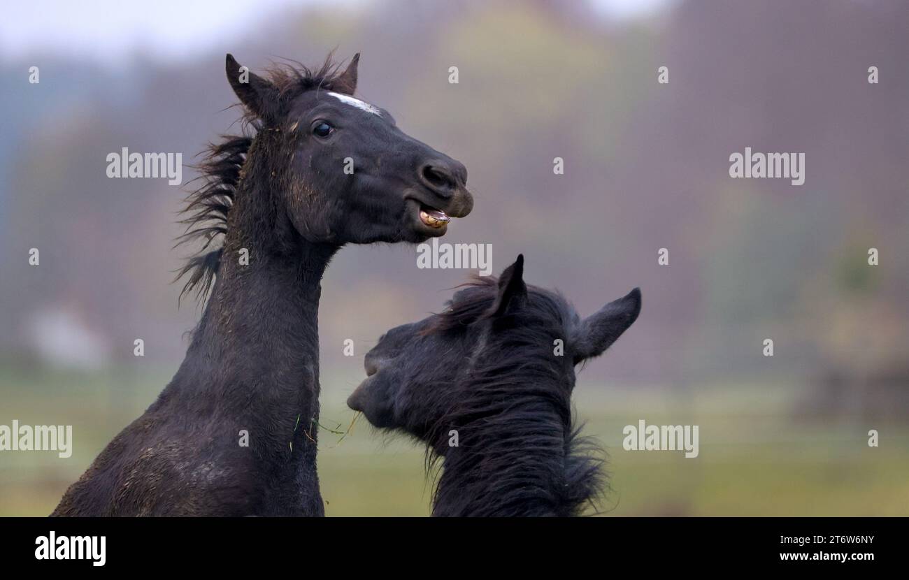 Warnack hi-res stock photography and images - Alamy