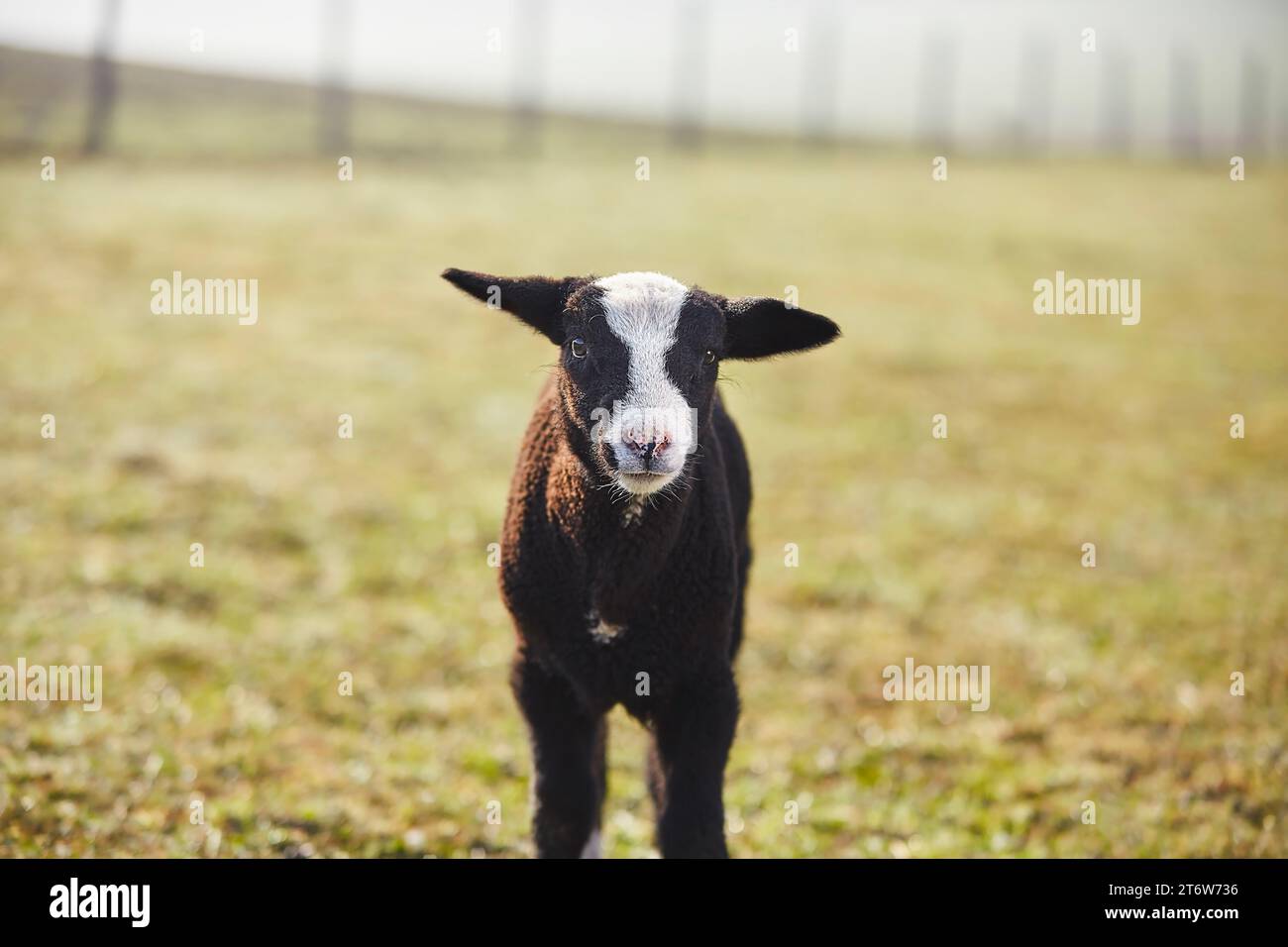Front view of lonely lamb curiously looking at camera on pasture ...