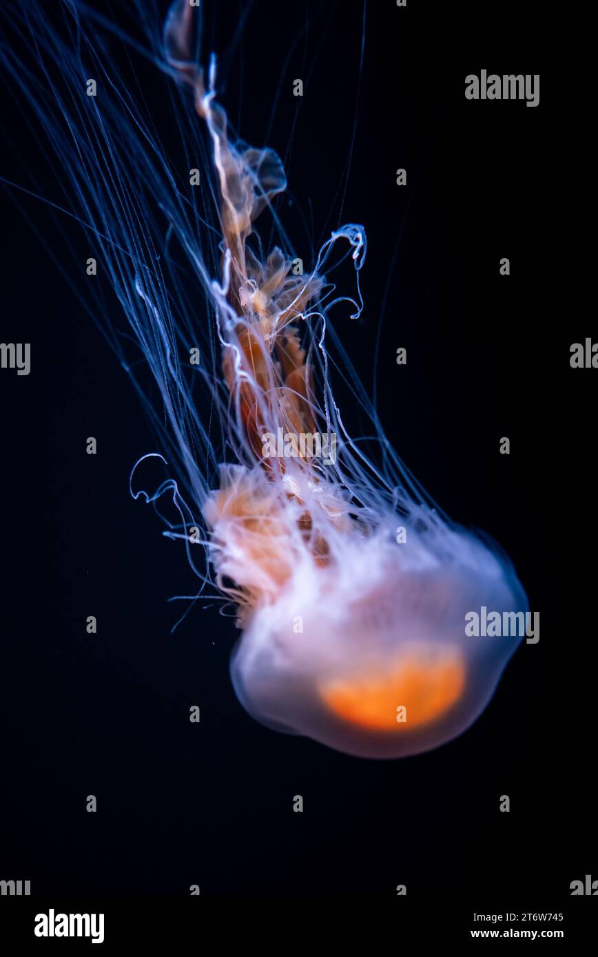 Medusa Sea Under Water 10,300+ Medusa Jellyfish Stock Photos, Pictures
