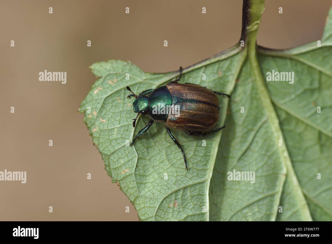 Dune chafer (Anomala dubia). Family Scarabs, scarab beetles ...