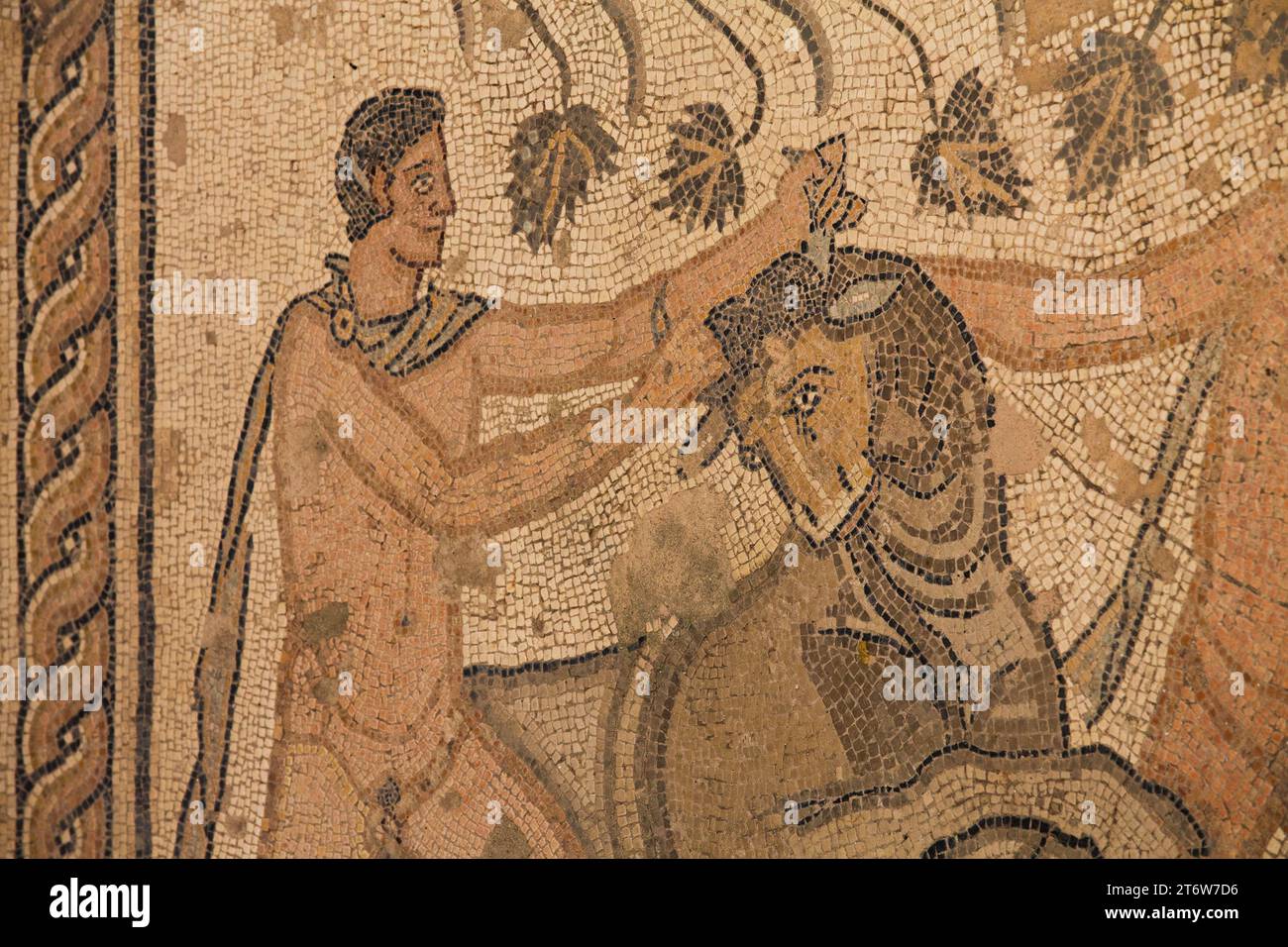 Floor Mosaic, "The Punishment of Dirce", old Town, Pula, Croatia Stock ...