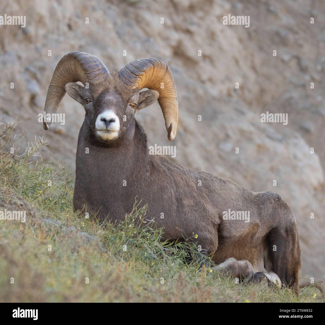 Ruminating mammals hi-res stock photography and images - Alamy