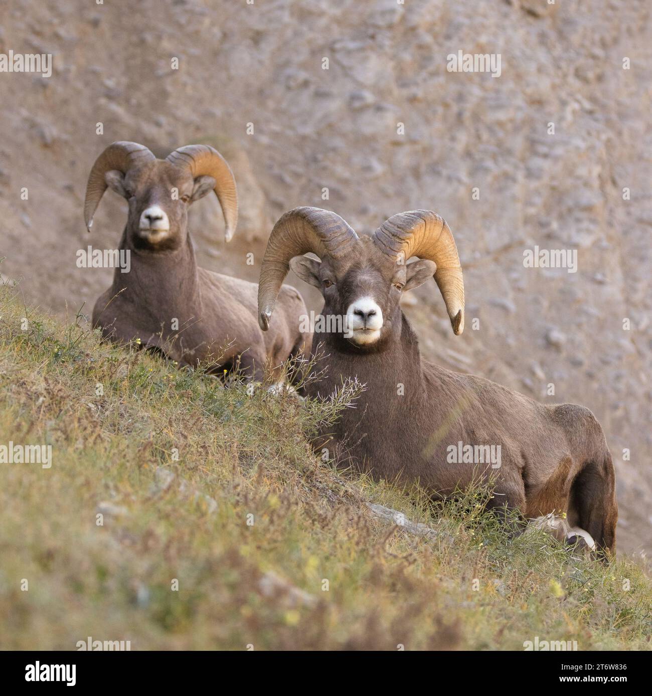Pair of ram or male bighorn sheep on grass on hill ruminating Stock ...