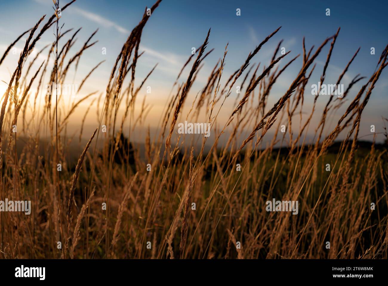 Grass at golden hour Stock Photo - Alamy