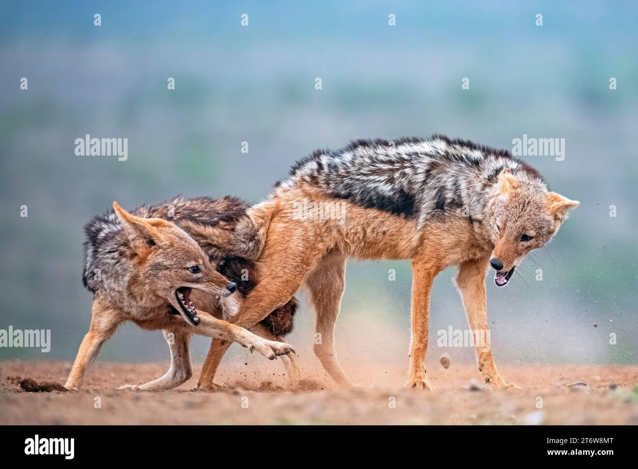 Black-Backed Jackal fight in South Africa's Zimanga Game Reserve Stock ...