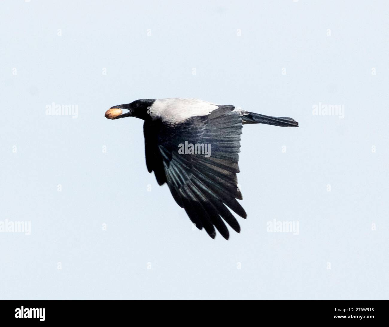 Crow carrying a nut hi-res stock photography and images - Alamy